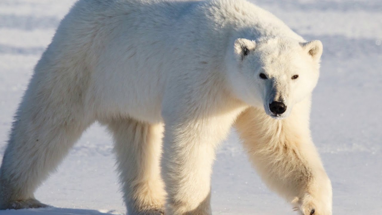 Musa F Animal Story - YouTube