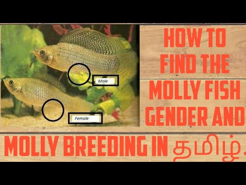 How to find molly fish gender and molly breeding. - YouTube