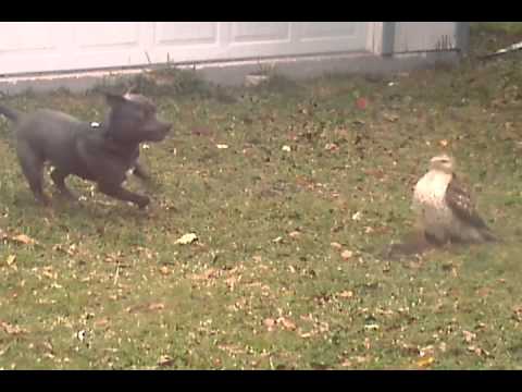 Pitbull Face to Face with a Hawk! - YouTube