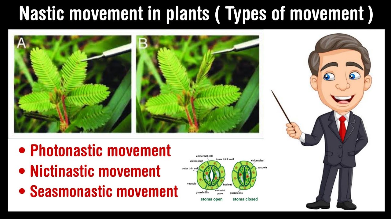 Nastic movement in plants | photonasty | complexnasty | thigmonasty ...