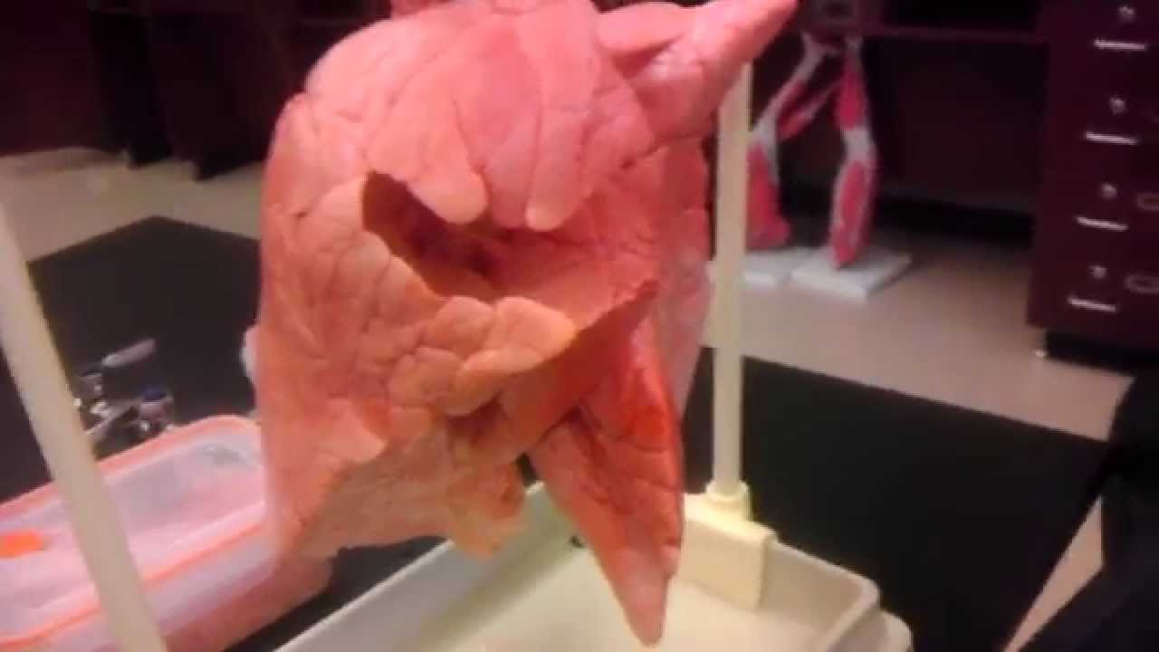 Inflatable preserved swine lungs - YouTube