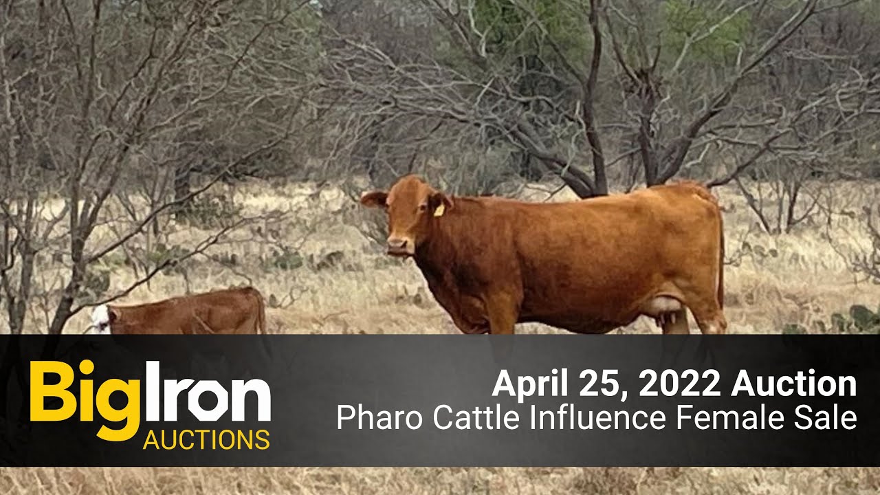 Pharo Cattle Influence Female Sale - April 25 Auction - BigIron ...