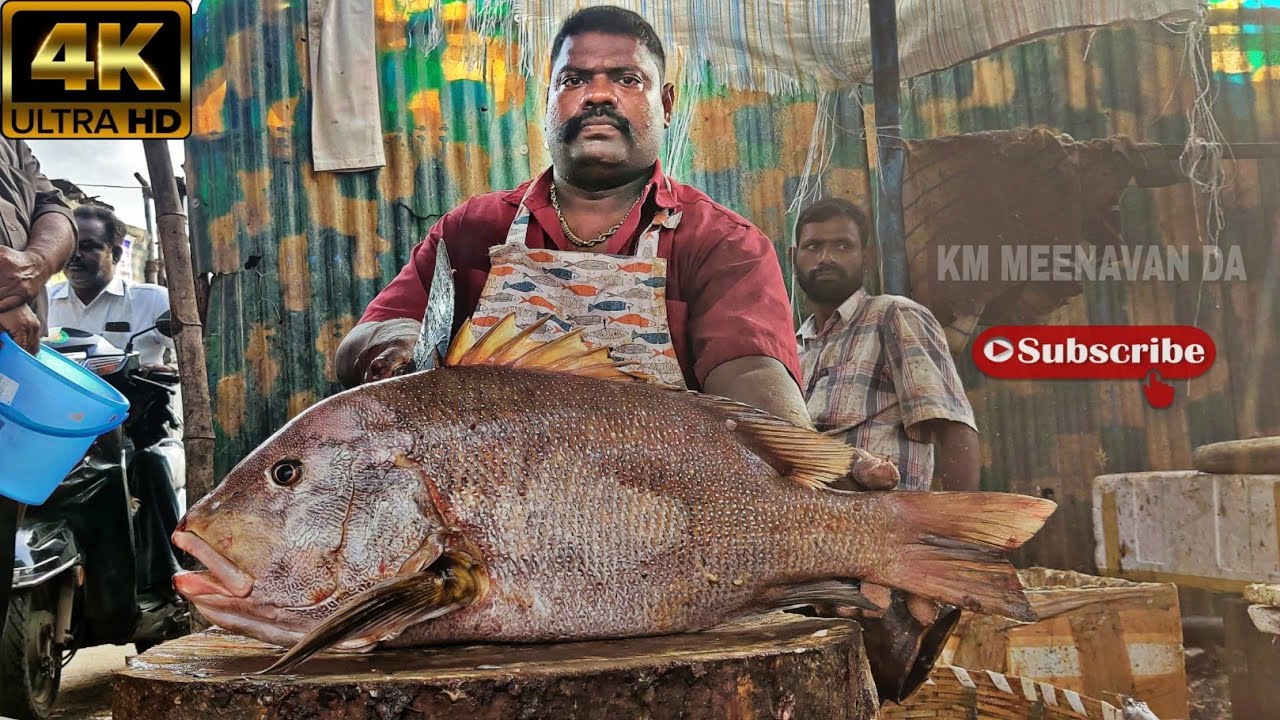 KASIMEDU 🔥 SPEED SELVAM | BIG KORALI FISH CUTTING | 4K VIDEO | IN ...