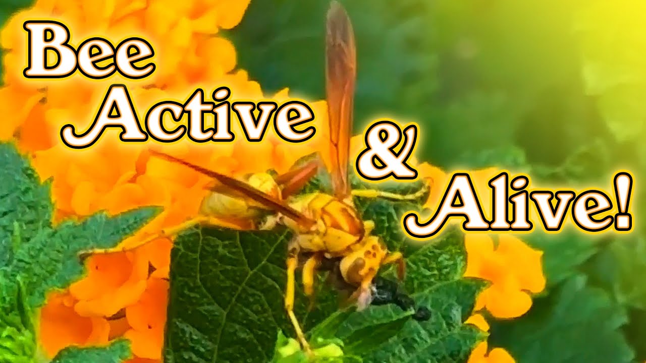 Bee Active & Alive, Flower your Mind & Bloom with Your Truth! - YouTube