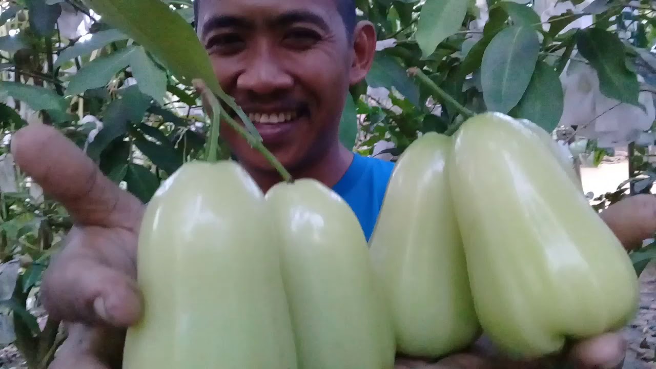 JAMBU AIR GREEN THAILAND & TAIWAN SUPER GREEN (TSG) - YouTube