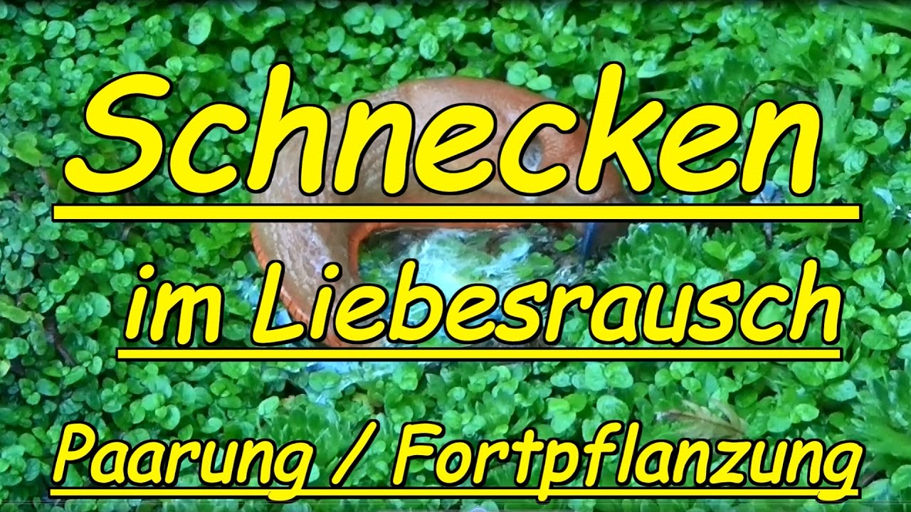 Schnecken im Liebesrausch ! Paarung Fortpflanzung ! - YouTube