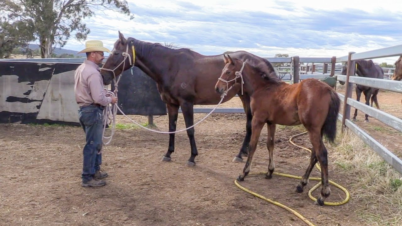 The Principles of Training: Handling Unweaned Thoroughbred Foals Part 2 ...