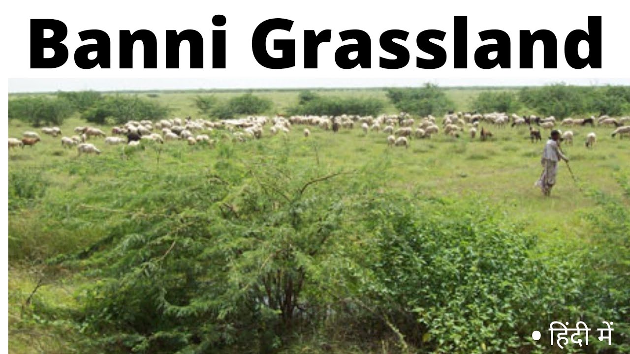 Banni grassland || Why in News - YouTube