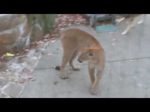 COUGAR VS DOG - YouTube
