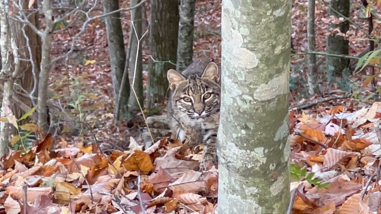 Increíble bobcat oh gato montes ah tan solo 3 yardas dela punta dela ...