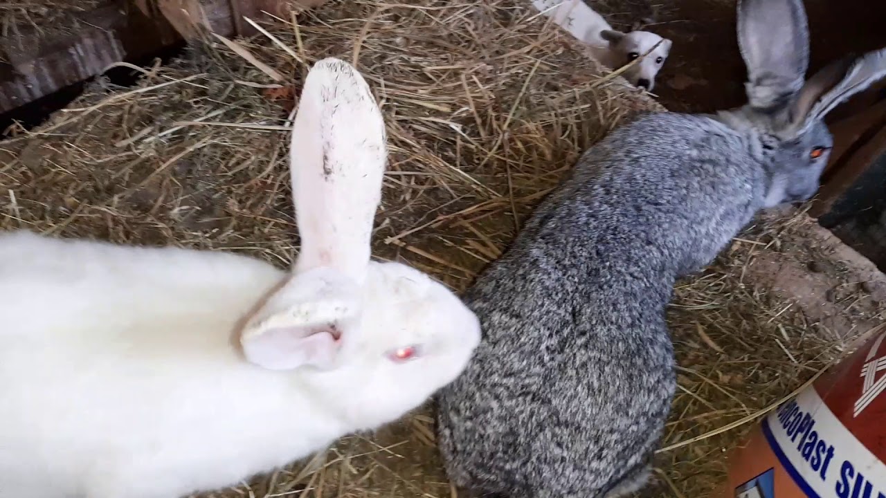 Fluture German, Francez, Belgian istoric și caracteristici a doua parte ...