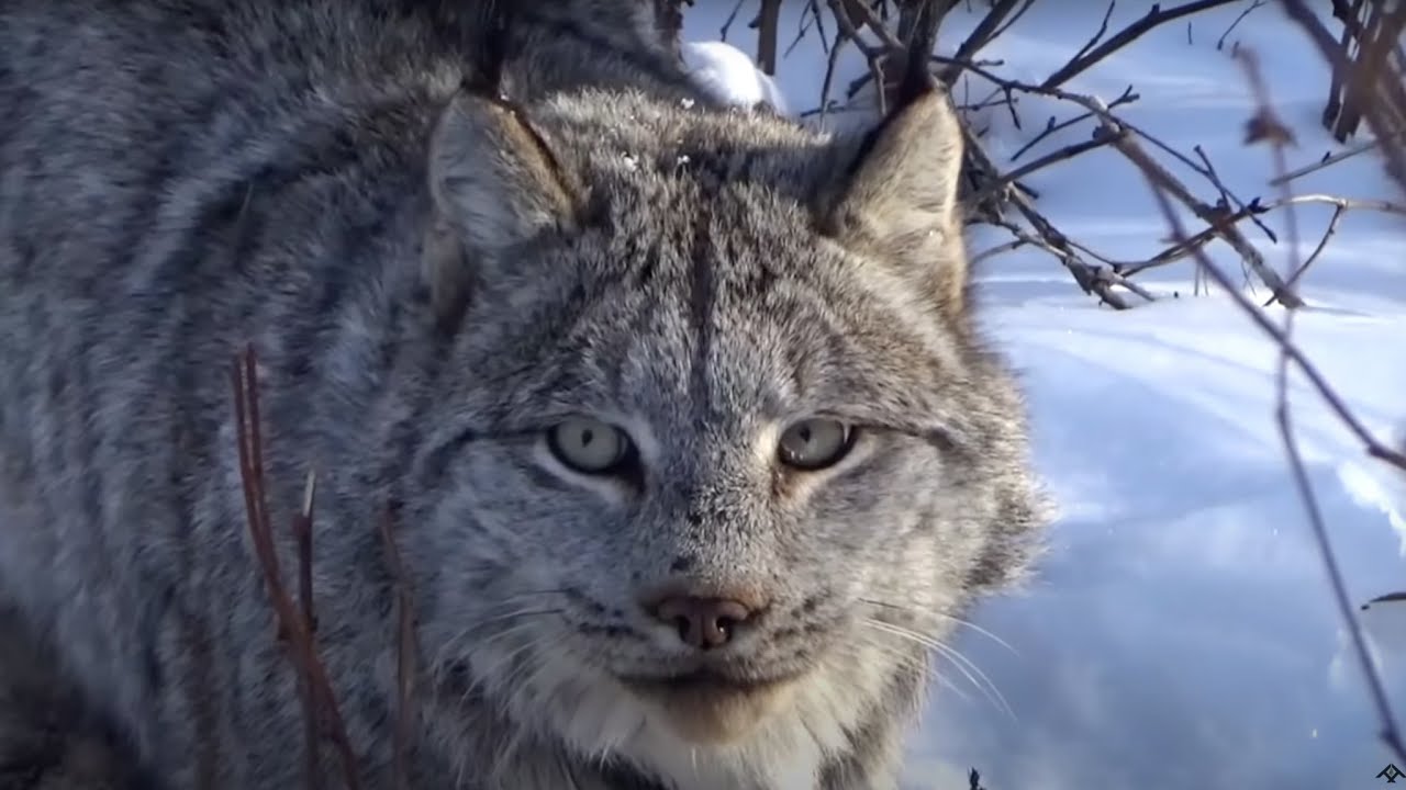 Releasing a WILD LYNX from TRAP!! - YouTube