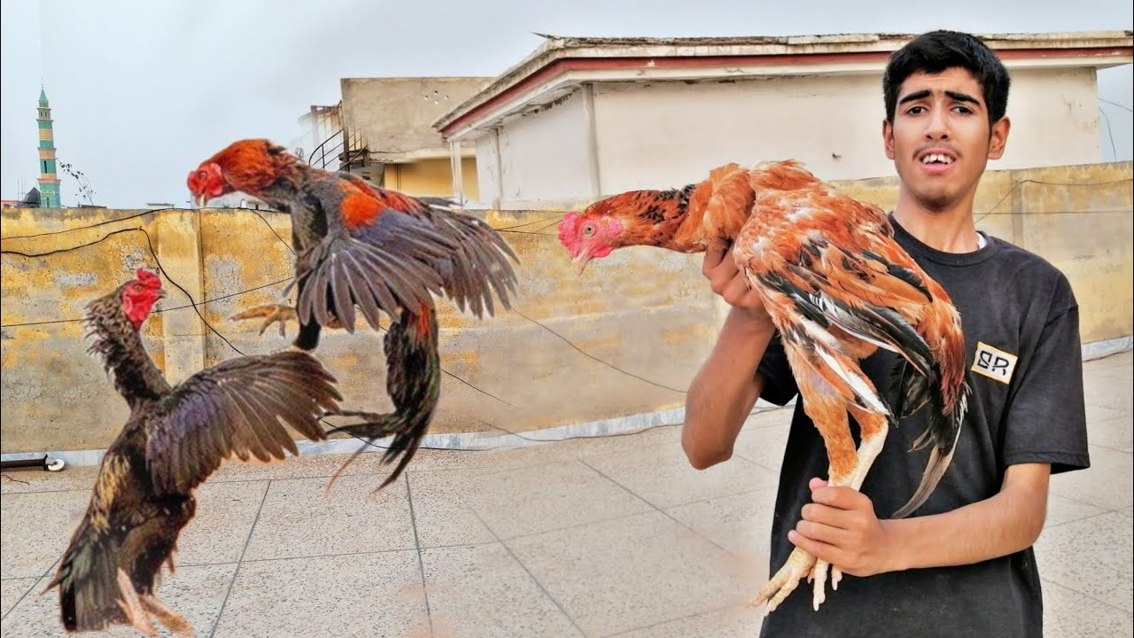 Fighter Aseel murga 💪lelaya finally 🥵🥵 - YouTube