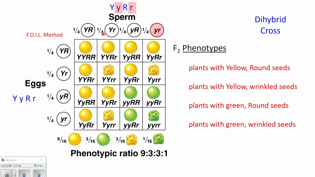 Dihybrid Crosses and Mendel's Conclusions - Unit 5 (part 2) pp219-221 ...