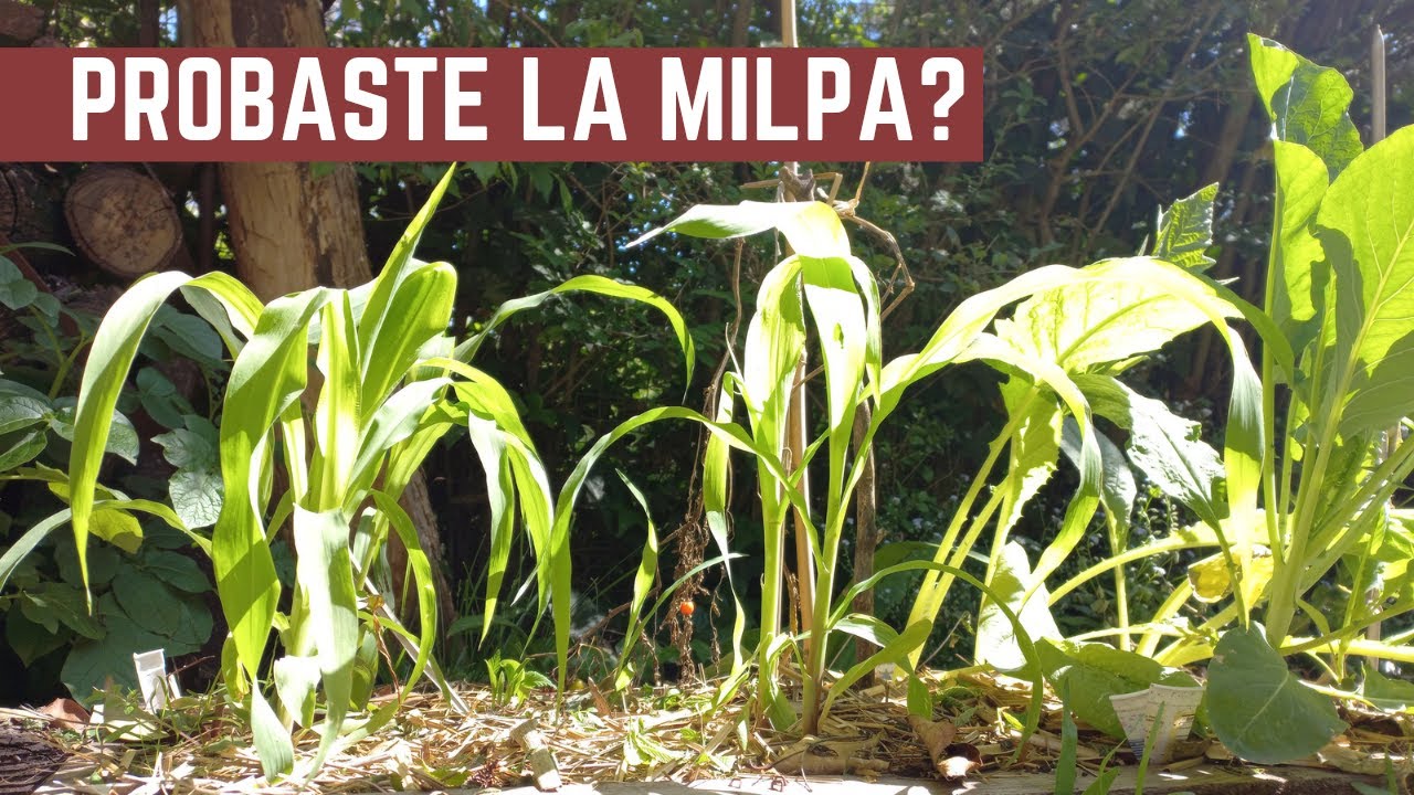 Qué es la MILPA - Como Sembrar Maíz, Porotos y Zapallos - Aprovechar ...