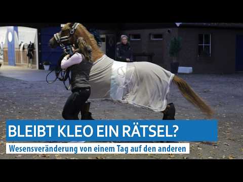 Bambipferd wird zum Überraschungspaket – Stute Kleo zeigt auffällige Verhaltensänderung am Abholtag