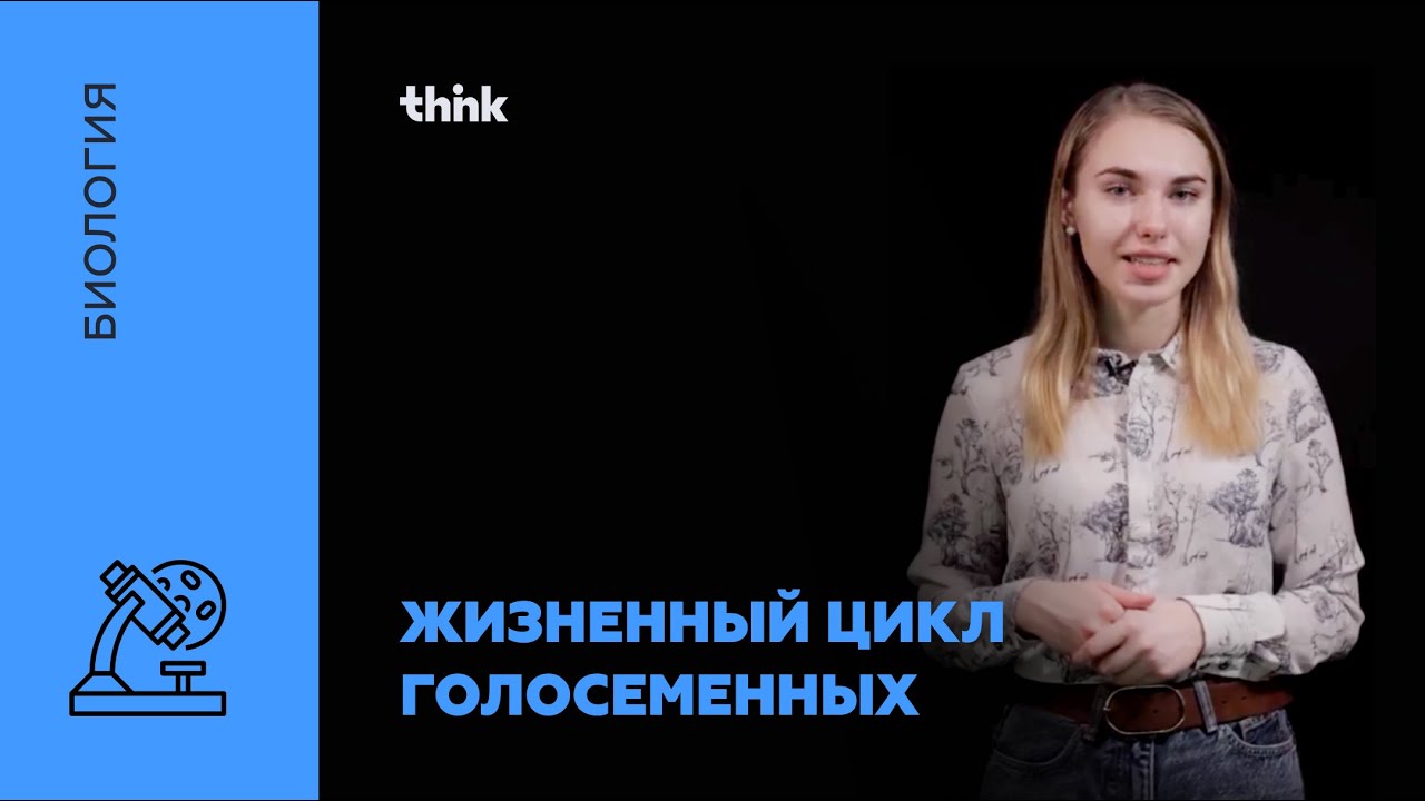 Жизненный цикл голосеменных Биология Youtube