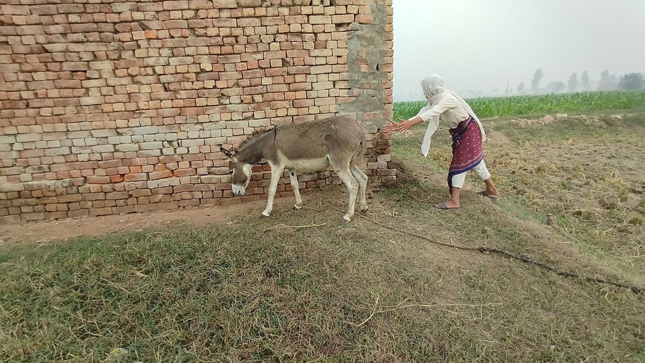 Today Donkey High Fever Mera Gaon Mera میرا گاؤں میرا شہر - YouTube