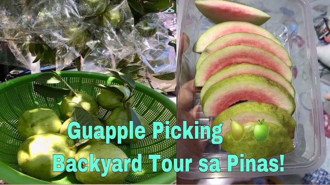 Guapple Picking and Backyard Tour sa Pinas! - YouTube