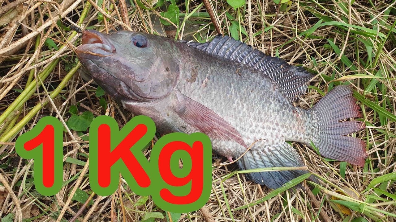 0015 Catch 1kg fish - YouTube