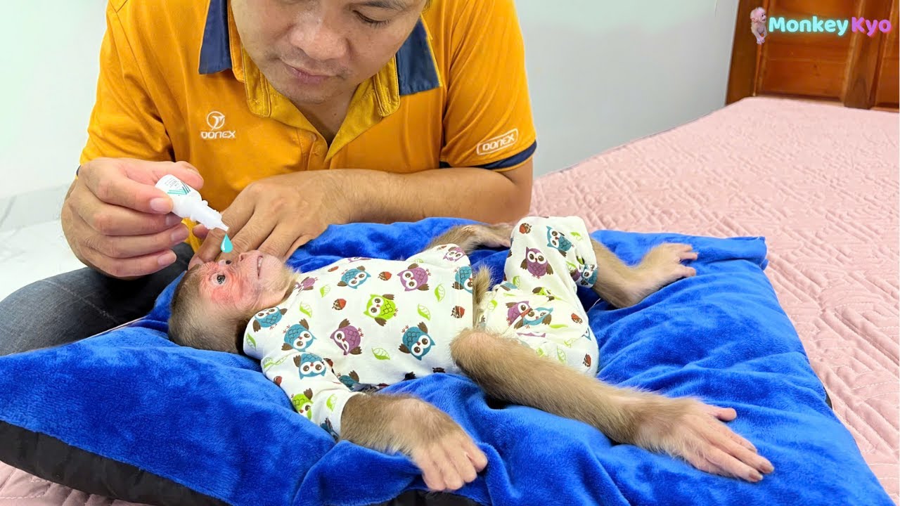 OMG! What happened to Baby Monkey Kyo after the doctor’s call? - YouTube