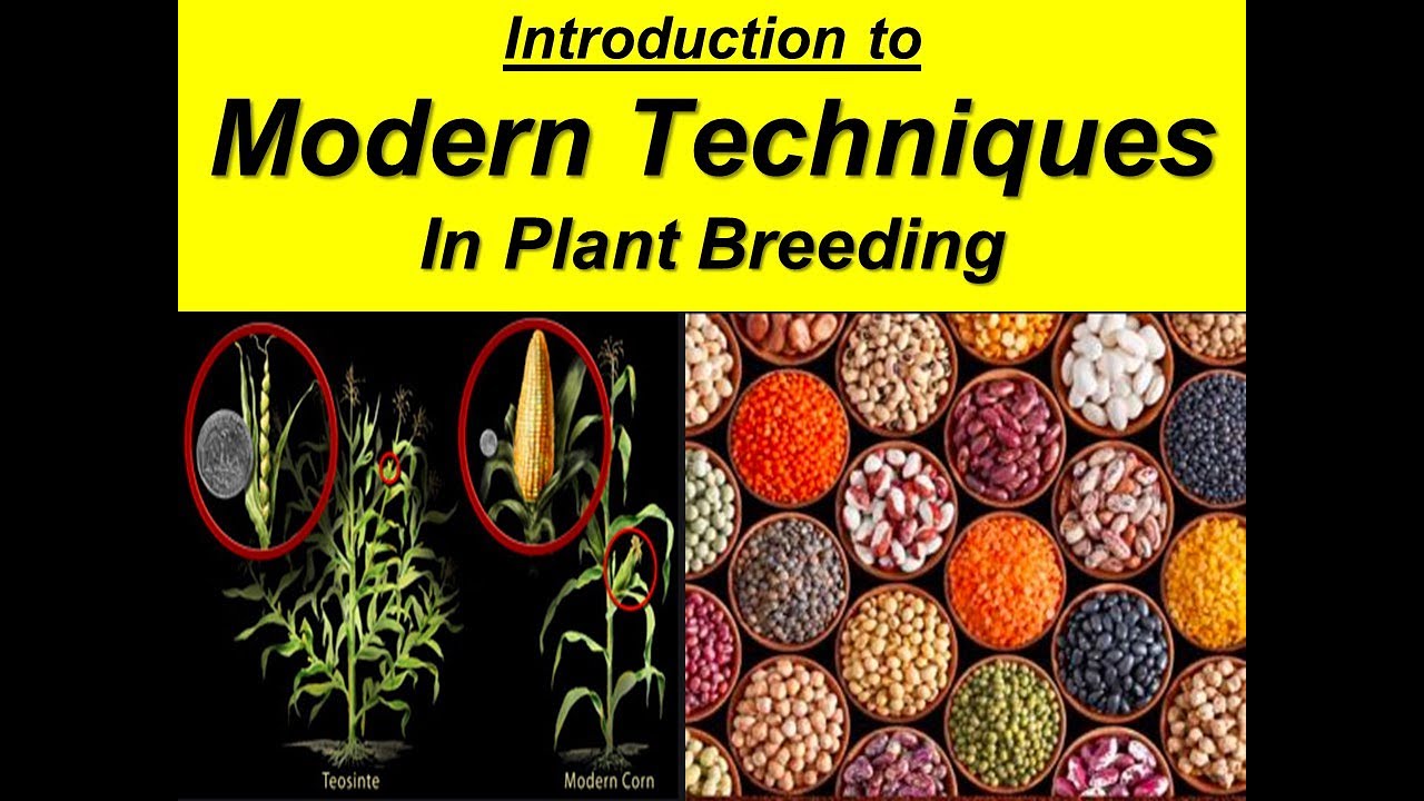 Modern Techniques In Plant Breeding | Introduction - YouTube