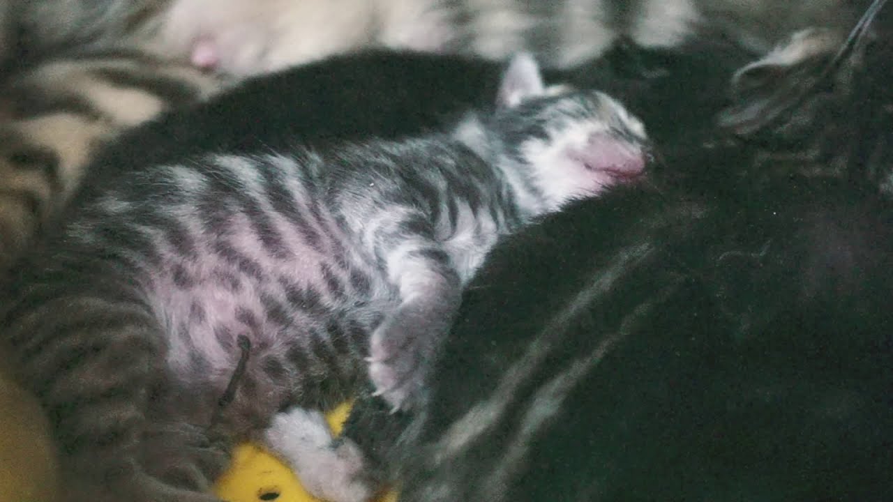 Baby cat milk coma - YouTube