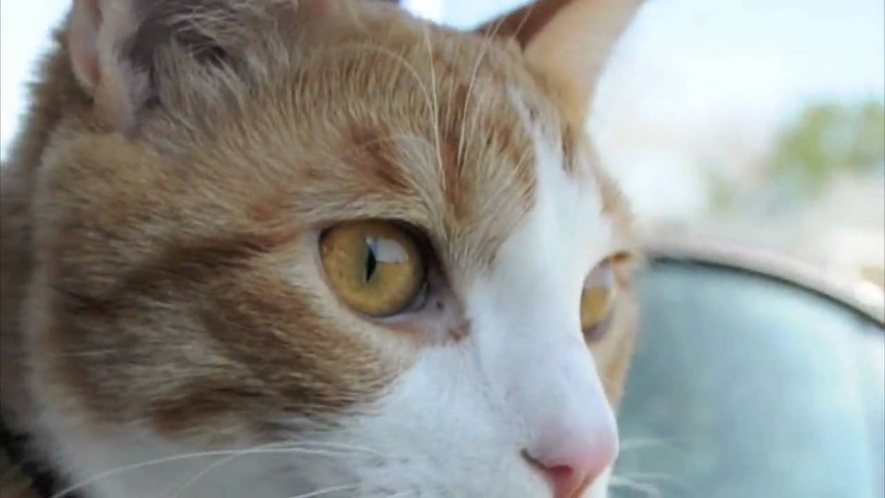 Cat Car Ride - YouTube