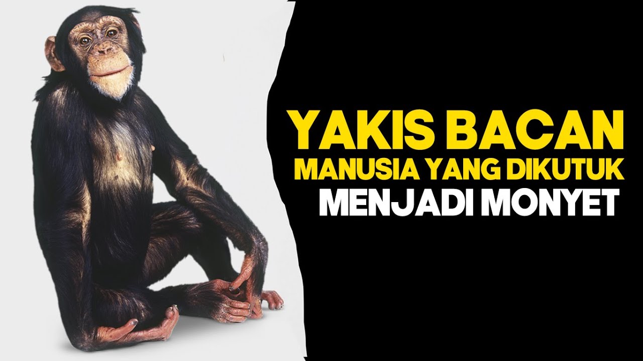 YAKIS BACAN | ICON PULAU BACAN, HALMAHERA SELATAN, MALUKU UTARA - YouTube