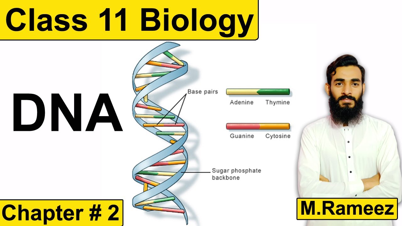 The Structure of DNA Class 11 Biology || DNA Structure Urdu/Hindi - YouTube