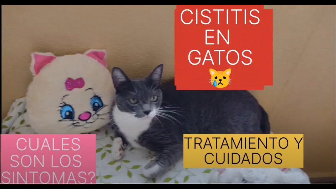 CISTITIS EN GATOS, INFECCION DE VIAS URINARIAS, TRATAMIENTO - YouTube