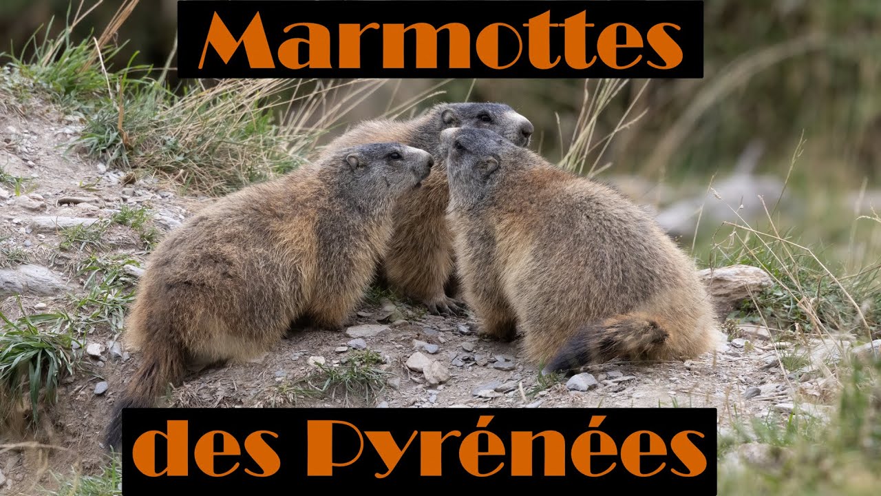 Les Marmottes avant l'hiver - YouTube