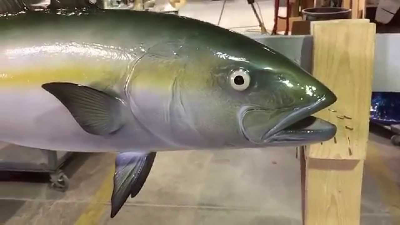 California Yellowtail Fishmount | Gray Taxidermy Fishmounts, Fish ...