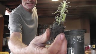 Can we farm Lavender???? homestead income source?