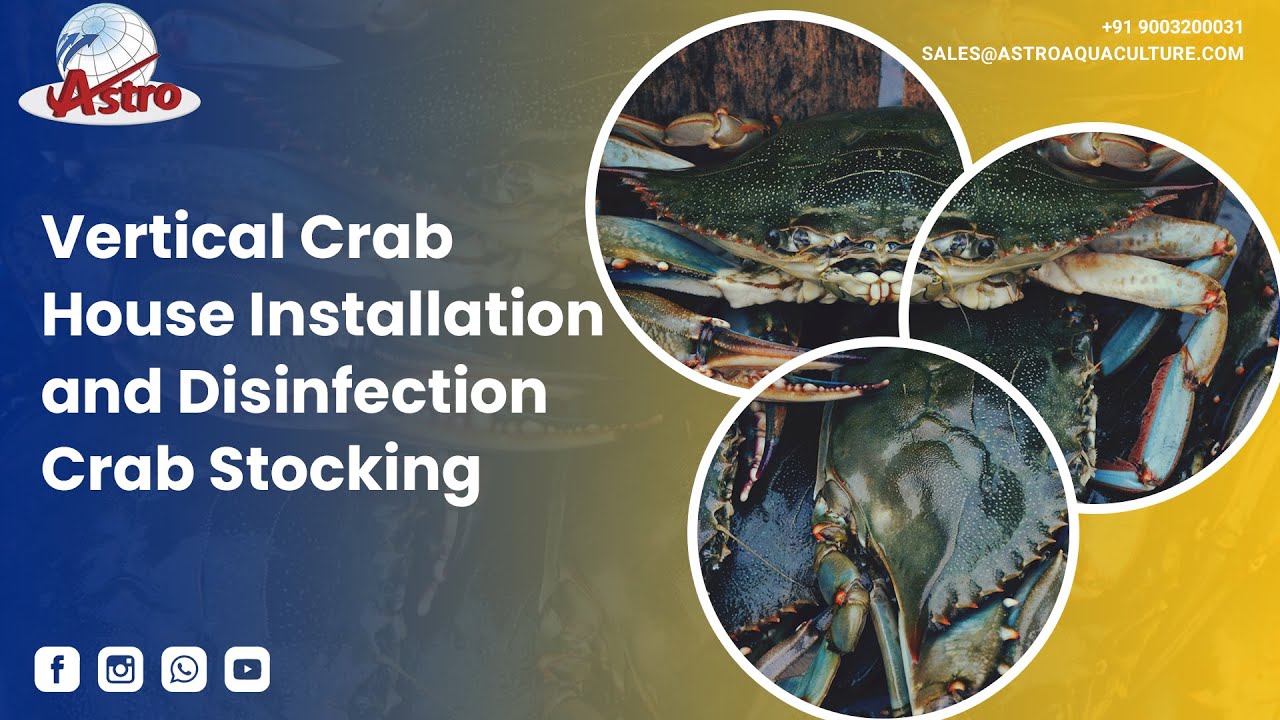 Vertical Crab House Installation and Disinfection Crab Stocking - YouTube