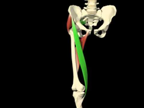 Musculos Laterais Da Coxa