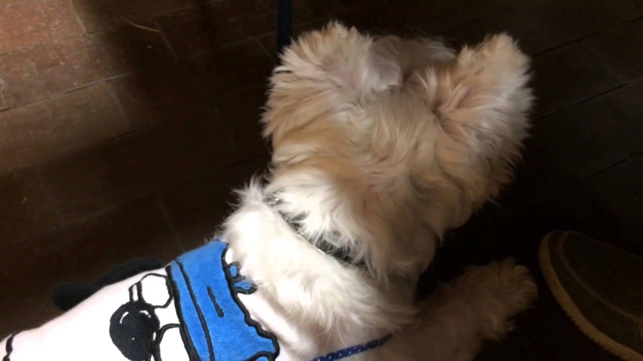 クラウド君！ #izu #dog - YouTube