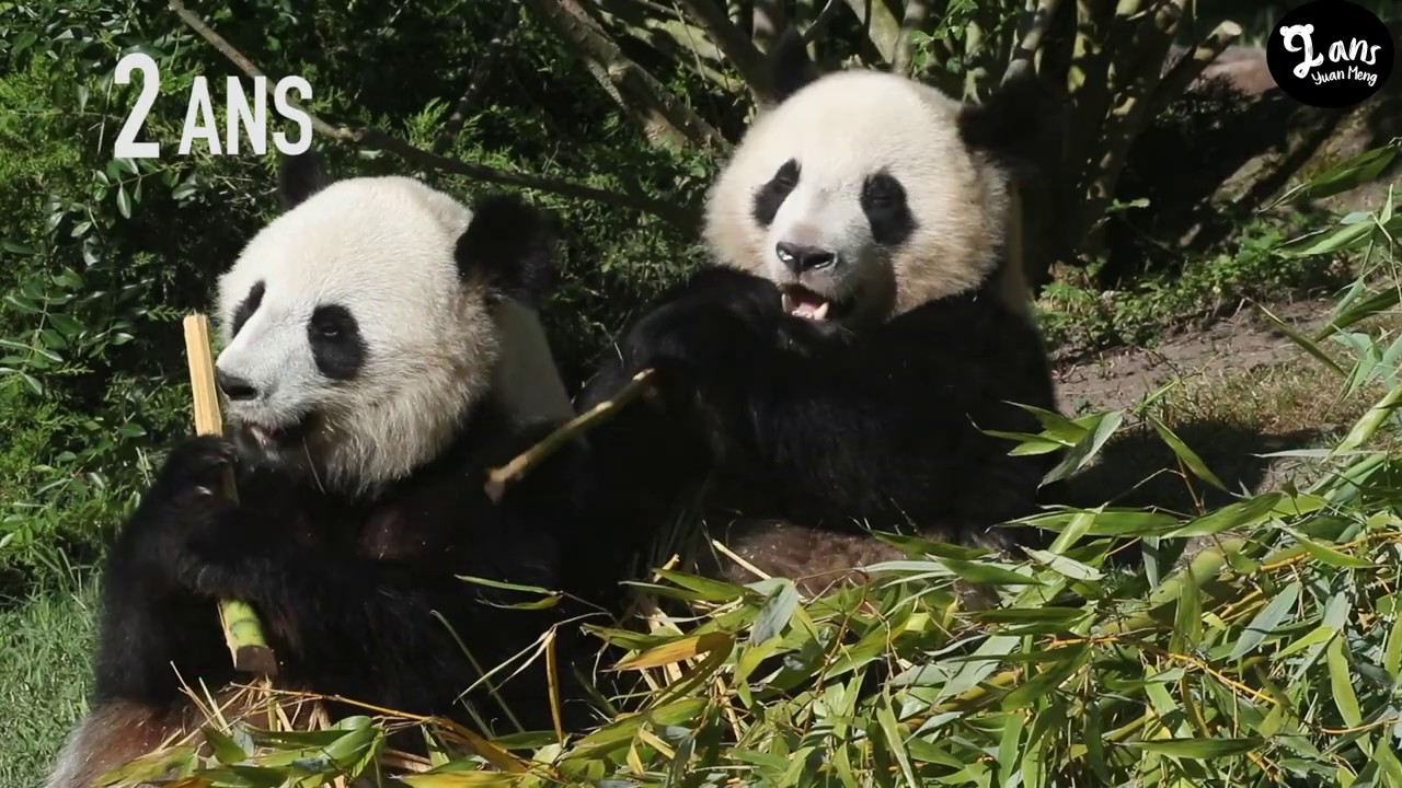 Yuan Meng, 2 ans en images - YouTube