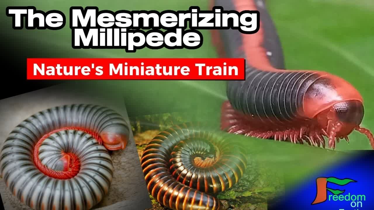 "The Mesmerizing Millipede: Nature's Miniature Train" - YouTube