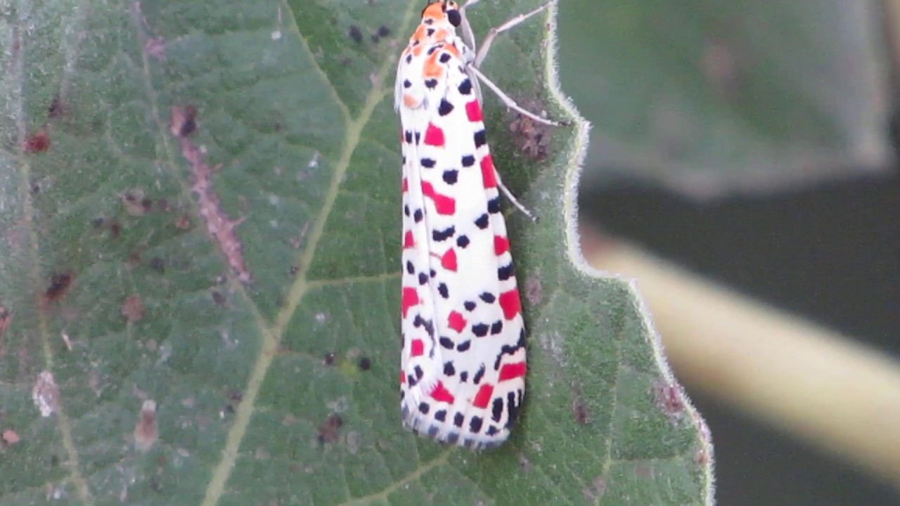 Crimson-speckled moth. (Utetheisa pulchella) - Cyprus. - YouTube