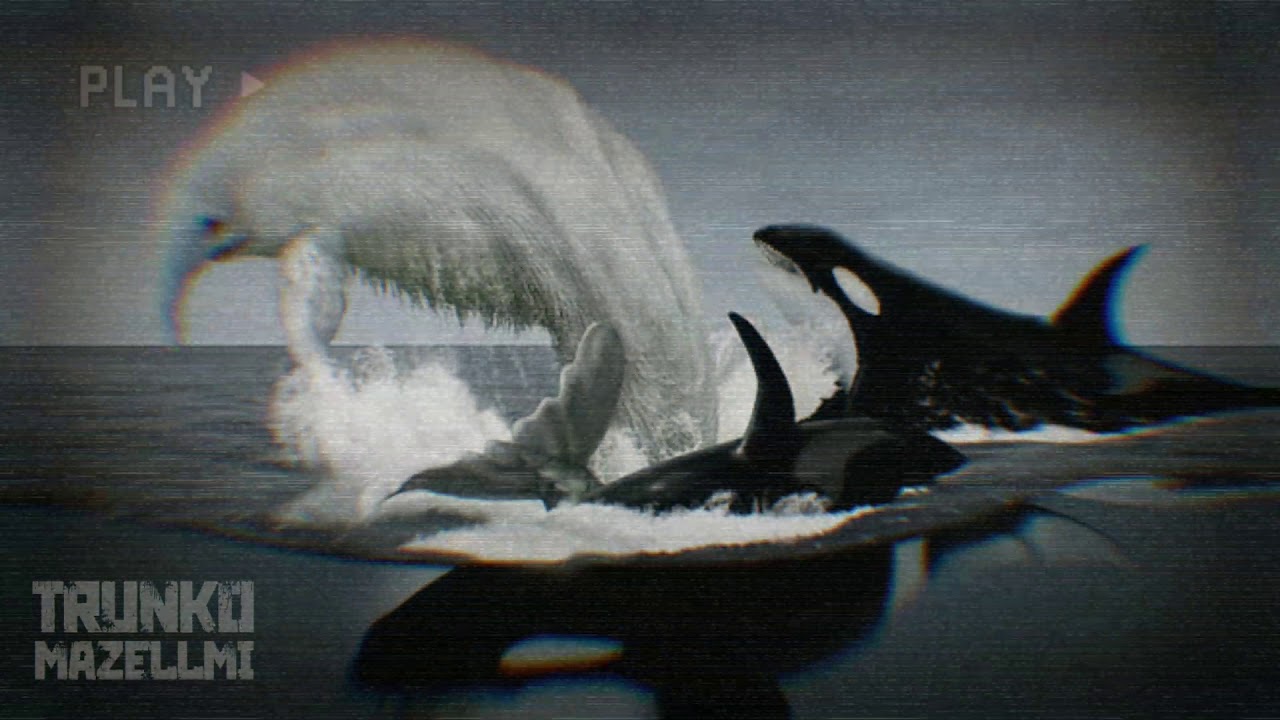 Trunko sounds - YouTube