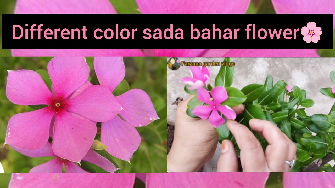 How to grow sada suhagan plant🌱||sada bahar flower 🌸||#youtube#viral# ...