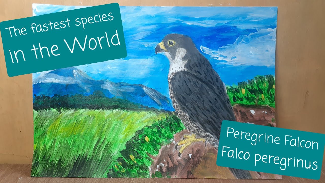 Fun Draw and Painting - Peregrine Falcon (Falco peregrinus) The Fastest ...