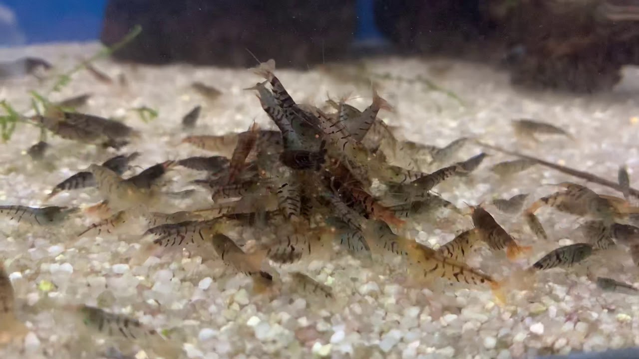 Tiger Orange Eye - YouTube