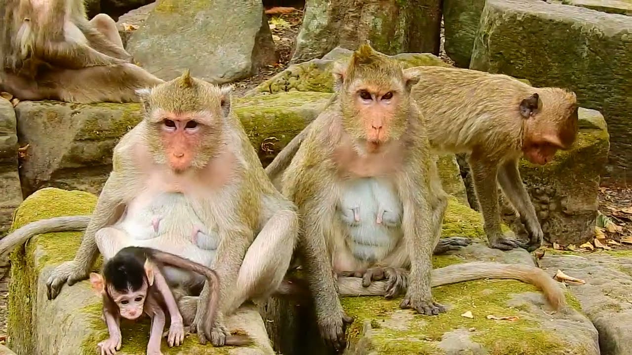 Watch These Smart Monkeys Master Their Rocky Playground - YouTube