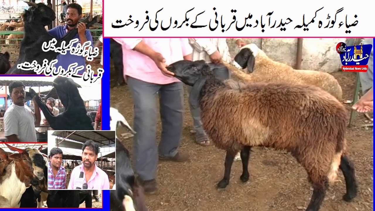 QURBANI GOATS SALES IN HYDERABAD( ZIAGUDA KAMELA) - YouTube