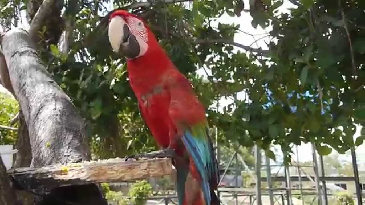 Dancing parrot Cuban macaw or Cuban red macaw - YouTube