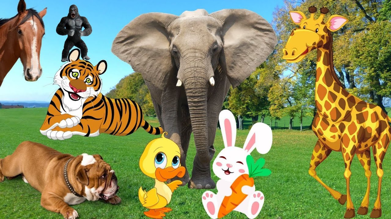 Menemukan hewan, gajah, zebra, kuda, sapi,harimau,citah, domba, kucing ...