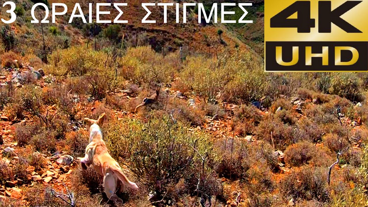 ΚΥΝΉΓΙ ΛΑΓΟΥ 2020 3 ΤΕΛΕΙΑ ΞΕΦΩΛΙΑΣΜΑΤΑ ΤΗΝ ΙΔΙΑ ΜΕΡΑ - YouTube