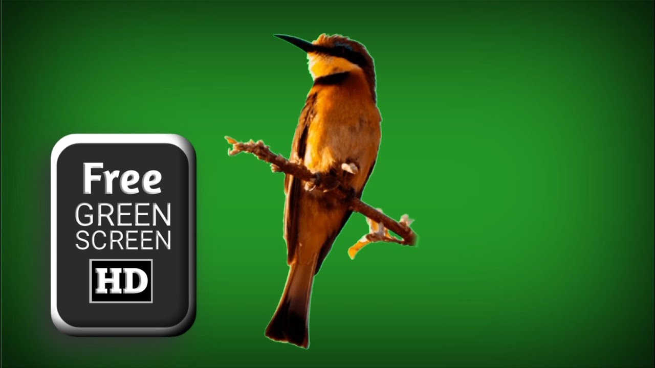 Bird green screen background effects | green screen bird video ...